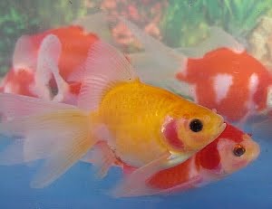 Goldfish Garage: A Two Car Fishroom: Blue belly tamasaba
