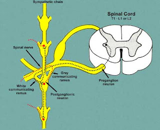 Dolor y Salud: Intervenciones sobre la cadena simpática para el alivio ...