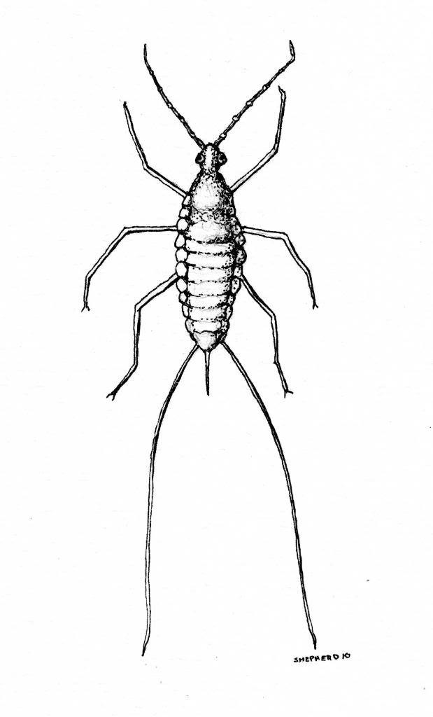 John Mark Power, Antiques Conservator: The Story of Shellac