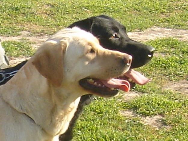 Atlas, el cachorrito Labrador: Raza Labrador Retriever