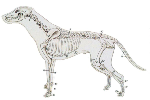 Anatomía del perro