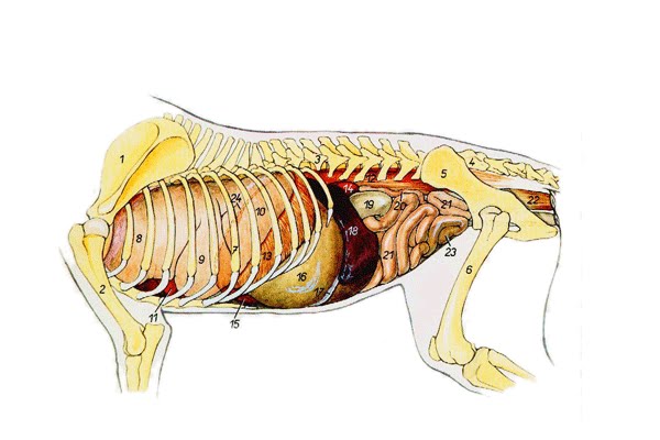 Atlas, el cachorrito Labrador: Anatomía de un perrito