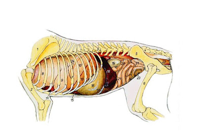 Anatomía del perro