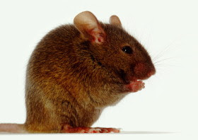 Vendetta: abril 2007