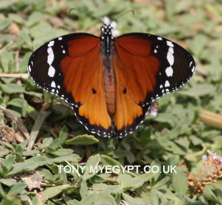 Butterflies,fish and Insects of Egypt: Butterflies