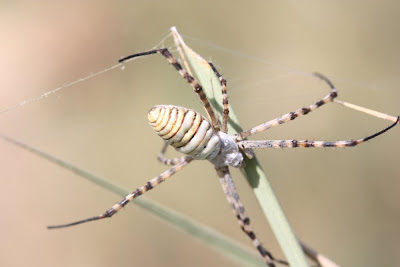 Butterflies,fish and Insects of Egypt: Spider
