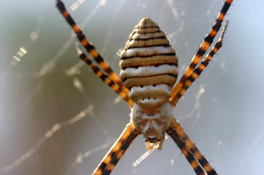 Butterflies,fish and Insects of Egypt: Garden Spider