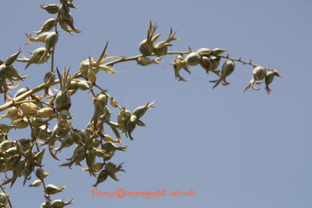 Plants in Egypt: plants in May part 2