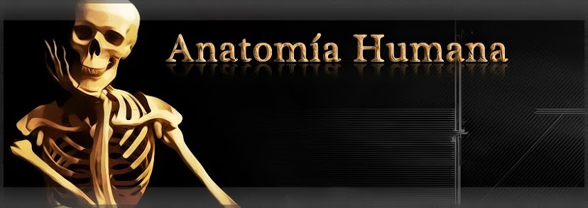 Anatomía Humana: Generalidades de Anatomía