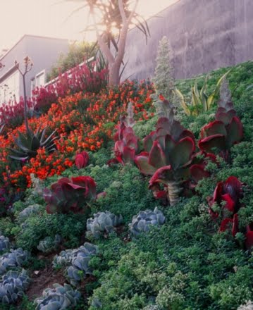 paradis express: Rob Steiner Gardens