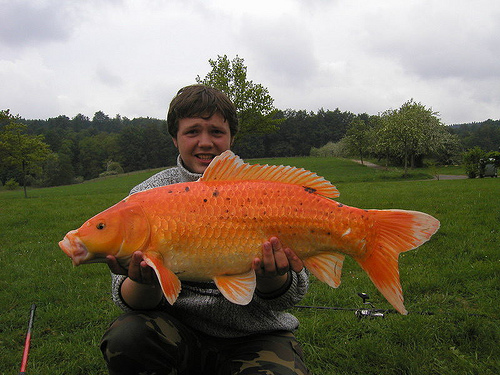paradis express: Giant koi
