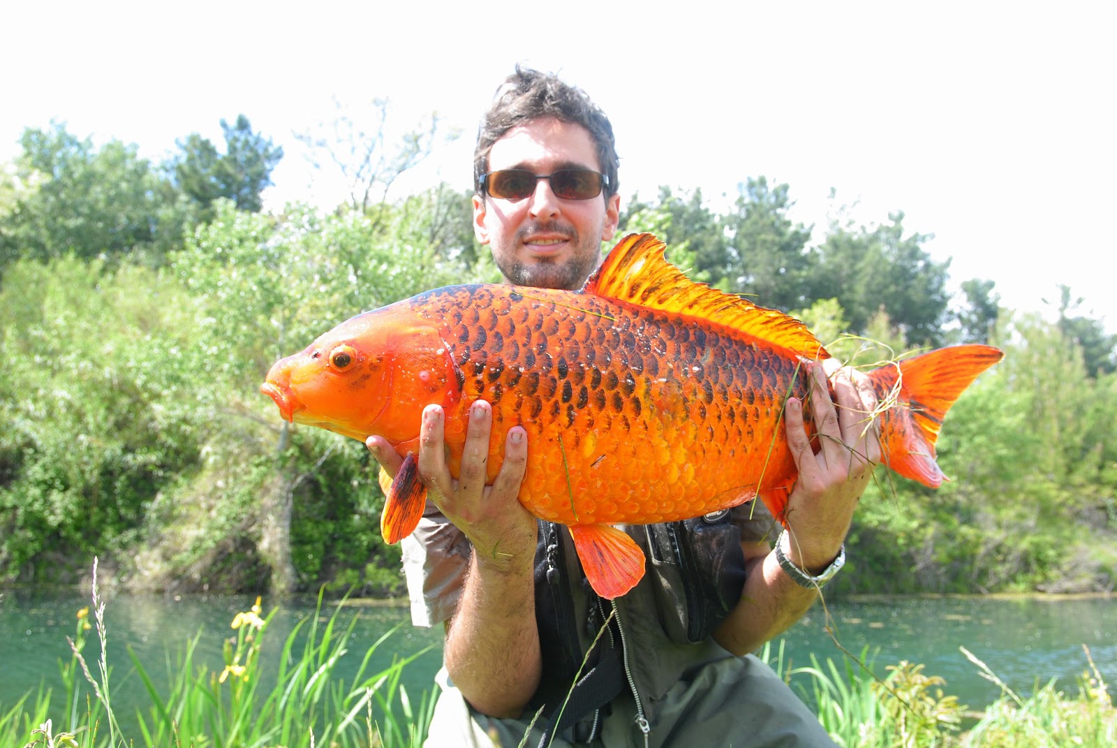 paradis express: Giant koi