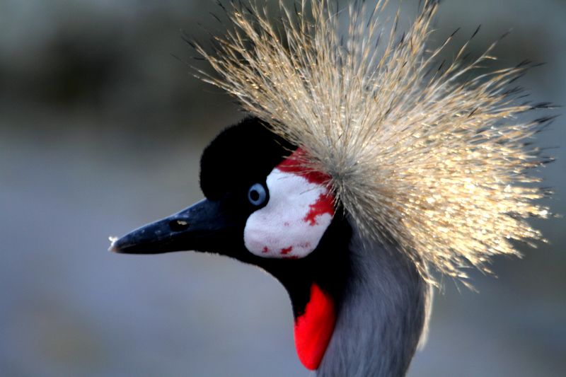 AVES DEL CIELO - BIRDS OF HEAVEN: GRULLAS-GRUS-CRANE