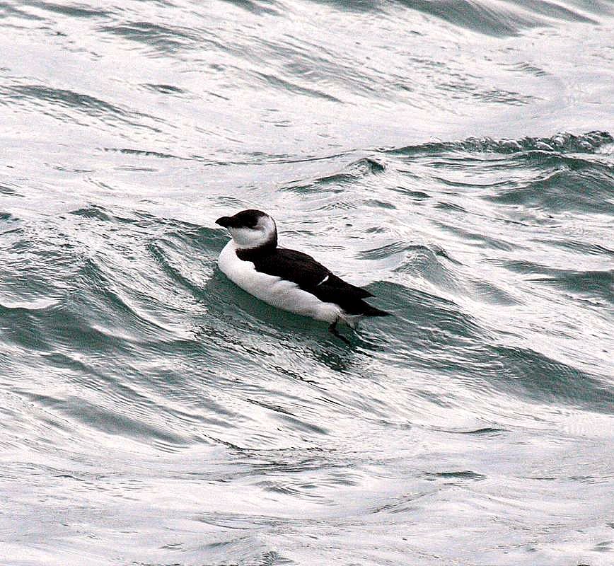 AVES DEL CIELO - BIRDS OF HEAVEN: ALCA COMÚN-ALCA TORDA-RAZORBILL
