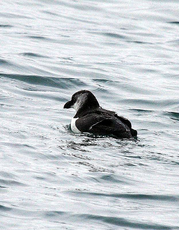 AVES DEL CIELO - BIRDS OF HEAVEN: ALCA COMÚN-ALCA TORDA-RAZORBILL