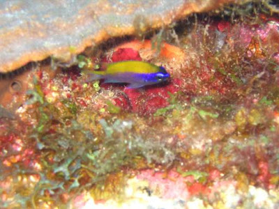 Fish of the Mesoamerican Barrier Reef: Sunshine Fish