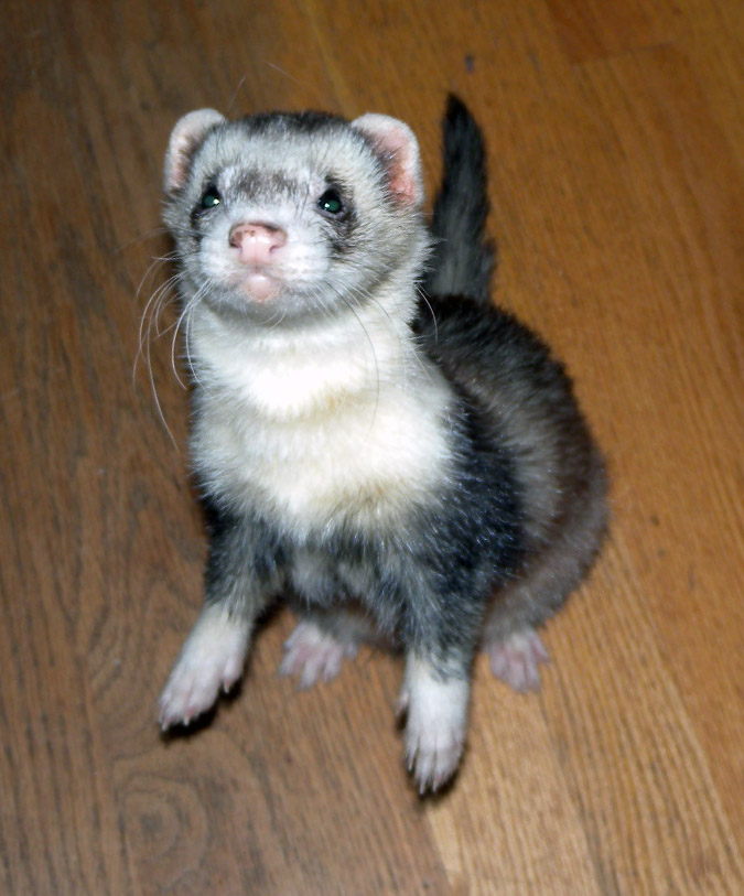 Oregon Ferret Shelter: Elvis: My New Ferret Friend