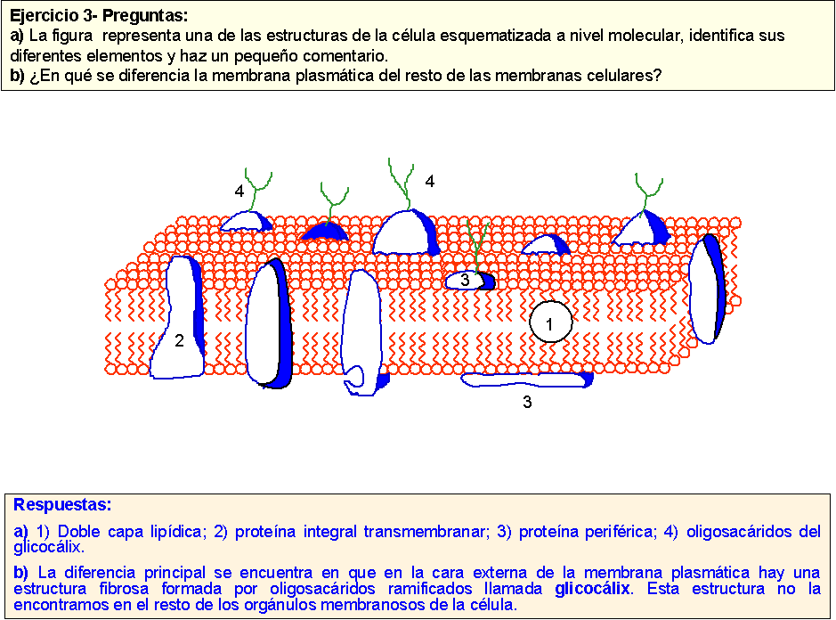 kennymedicina: ENTRADA 8 estructura de las membranas biológicas mosaico ...