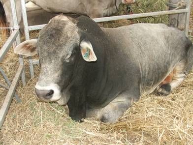 Pondering. Everything.: Bull Mating