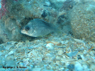 Peixes do Maranhão: Biologia do Peixe-pedra