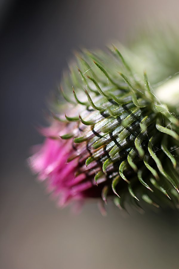 Kerstins Foto: Tistel