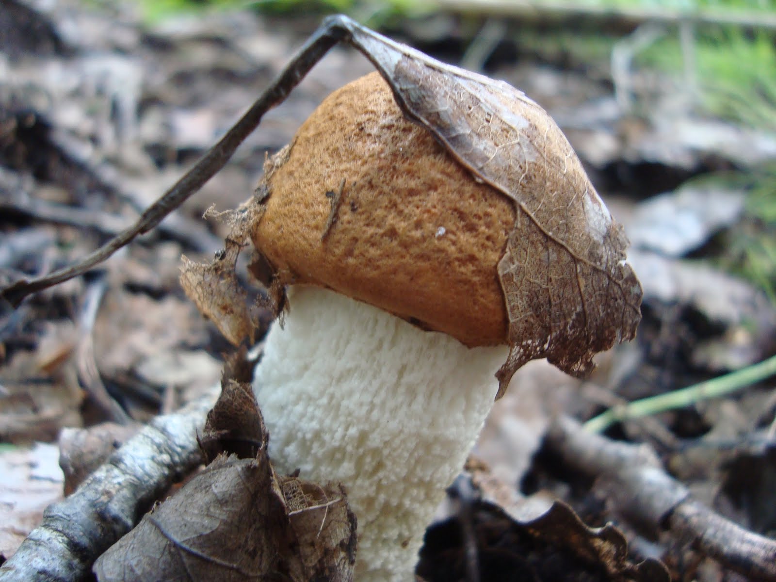 Soolembese rännakud: Kunilepa rännak 05.09.2010