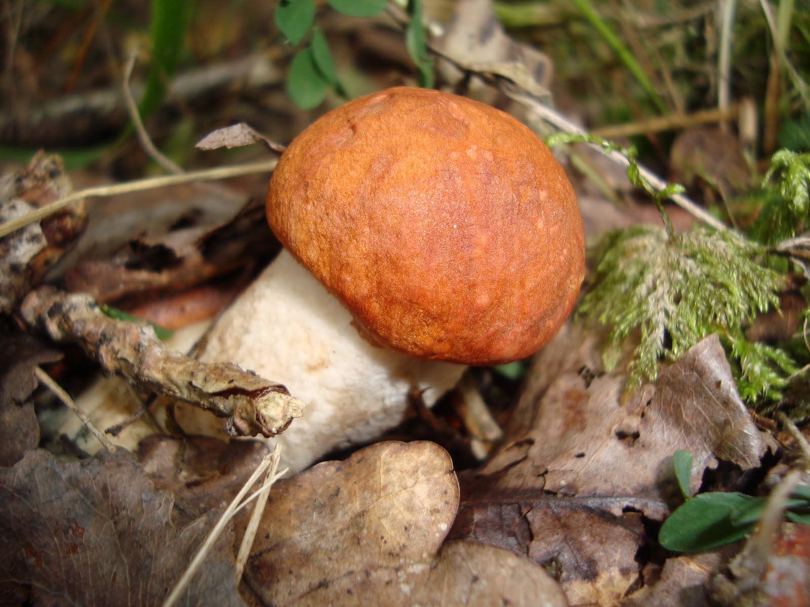 Soolembese rännakud: Kunilepa rännak 05.09.2010