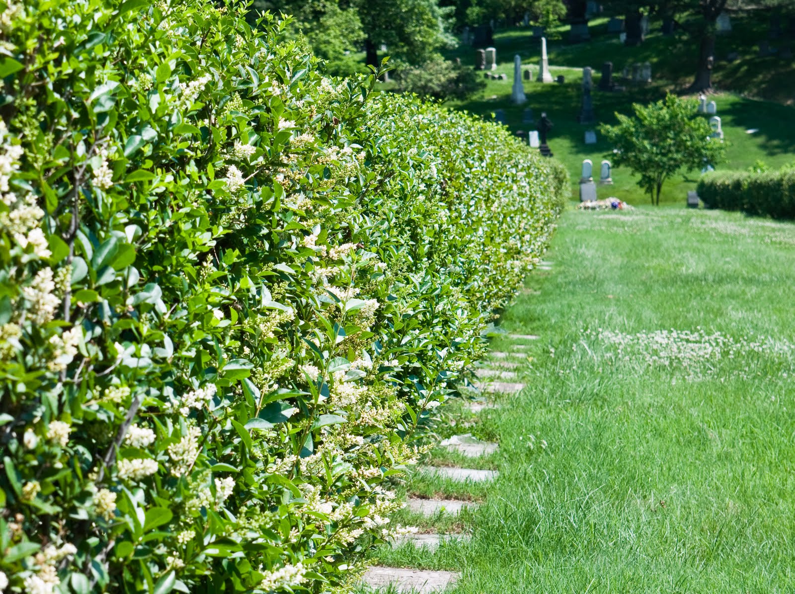 Green-Wood Cemetery Trees: Privet