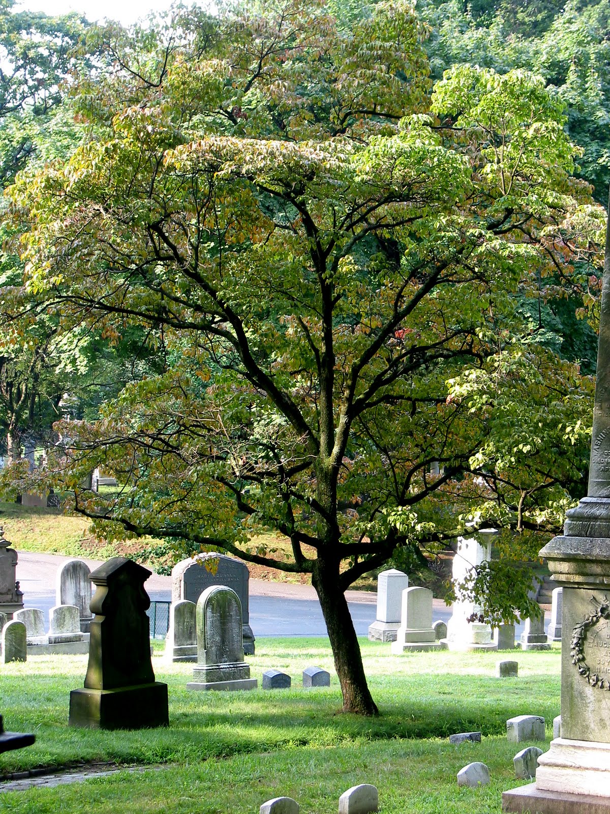 Green-Wood Cemetery Trees: Dogwood
