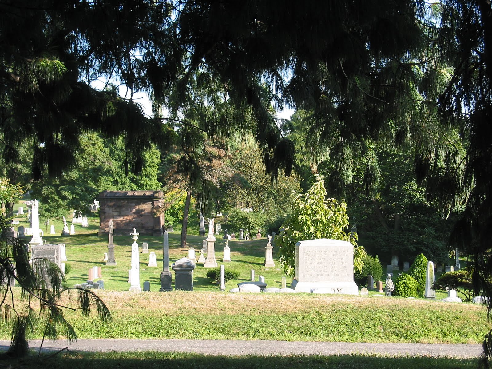 Green-Wood Cemetery Trees: Himalayan Pine