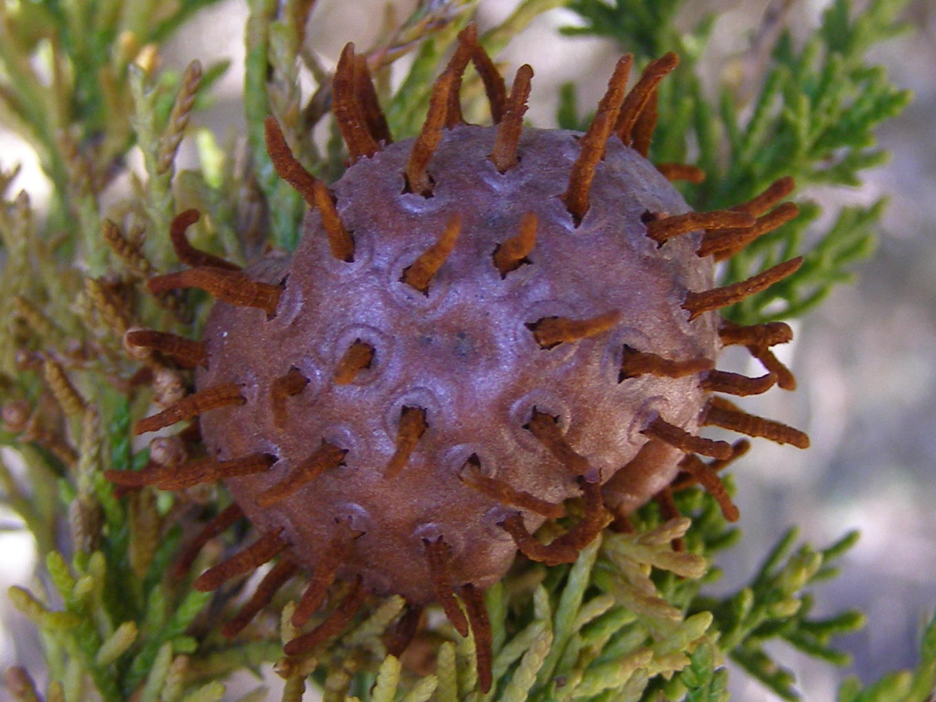 Blue Jay Barrens: Apple Cedar Rust Gall