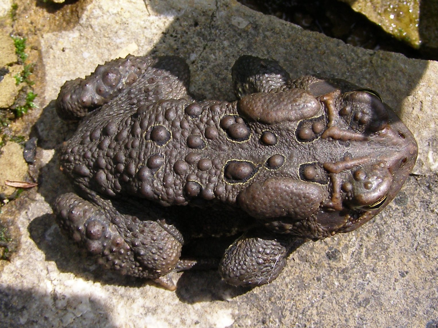 Blue Jay Barrens: Toads