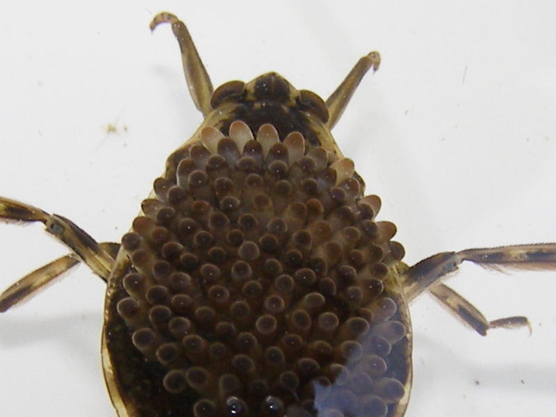 Blue Jay Barrens: Giant Water Bug
