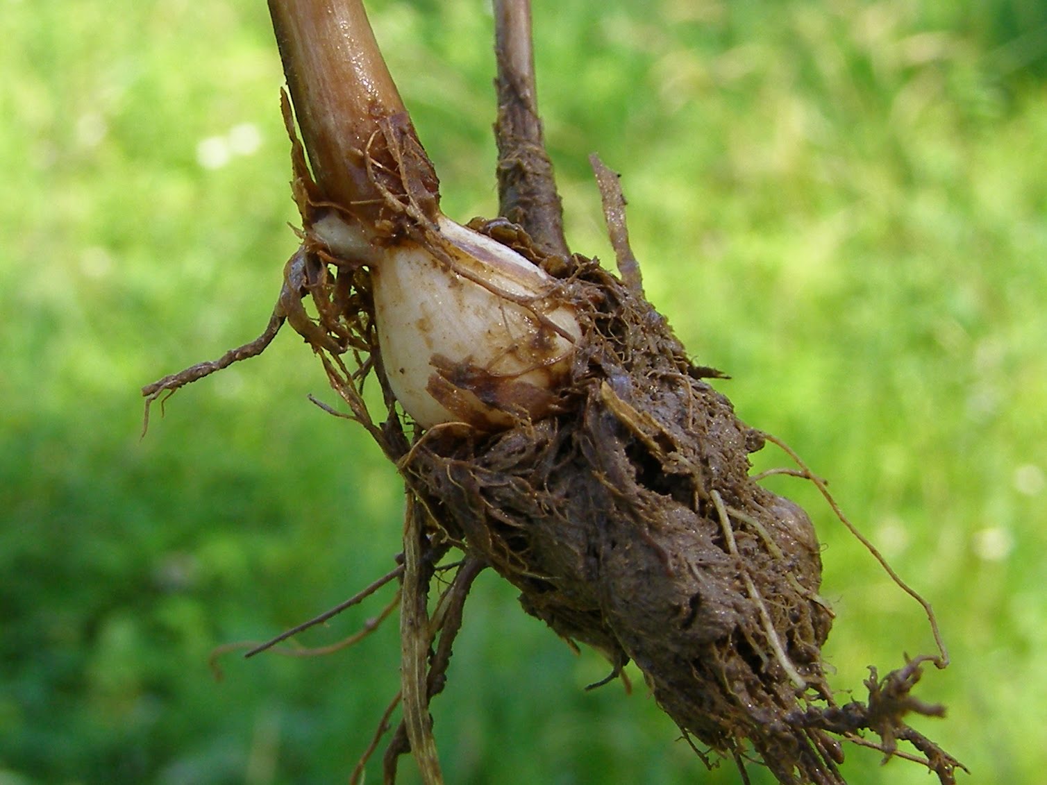 Blue Jay Barrens: Common Farm Plants