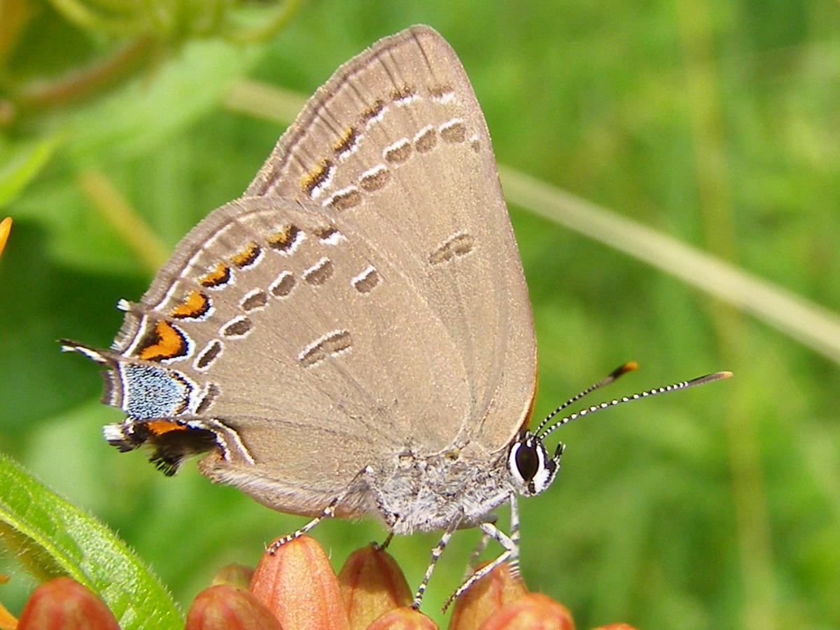 Blue Jay Barrens: Hairstreaks