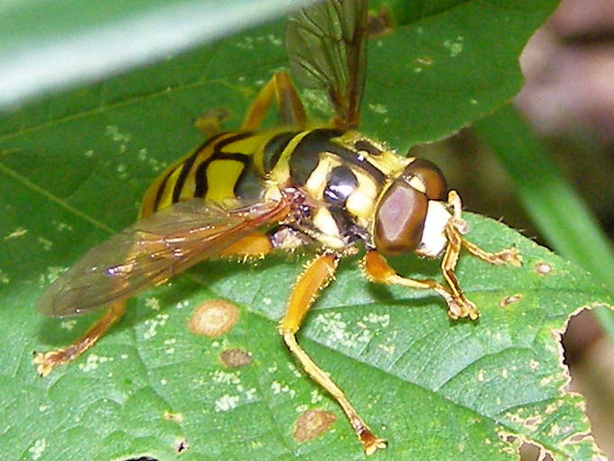 Blue Jay Barrens: Yellowjacket Hover Fly