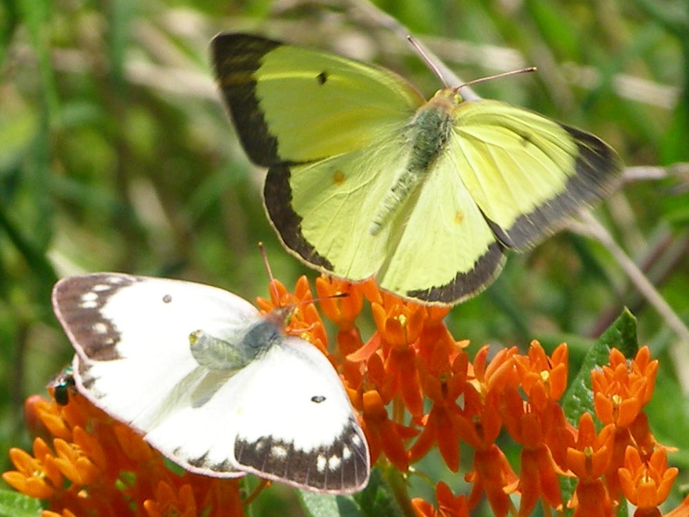 Blue Jay Barrens: Clouded Sulphur Butterflies