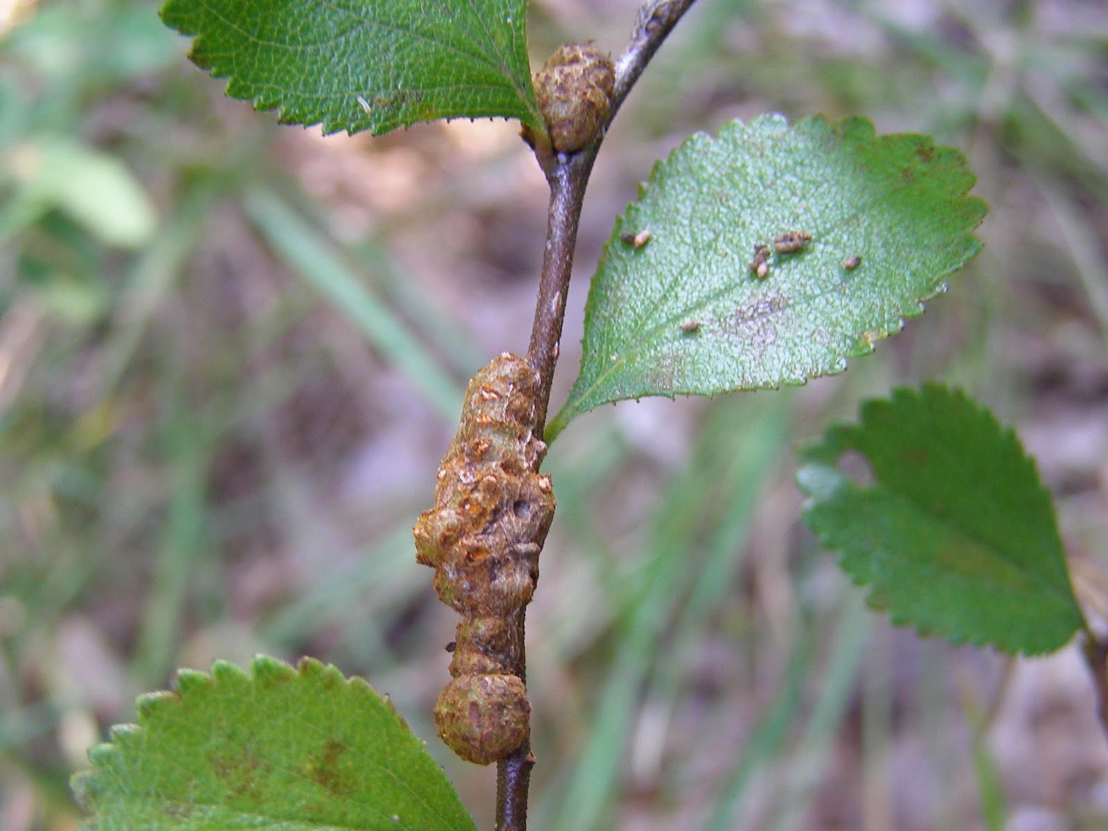 Blue Jay Barrens: Hawthorn Cedar Rust - Follow-up