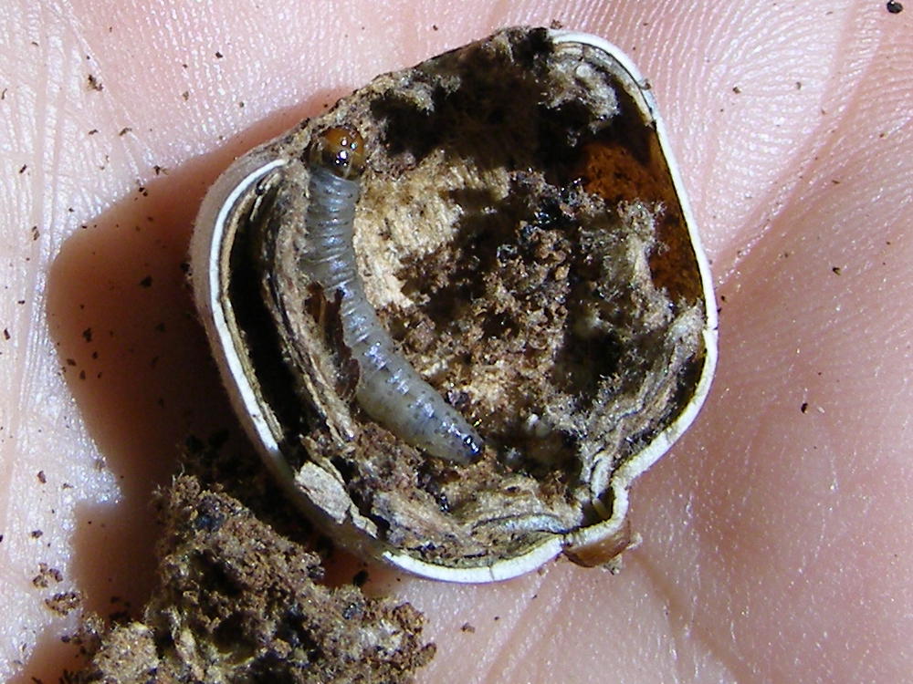Blue Jay Barrens: Acorn Moth Larva