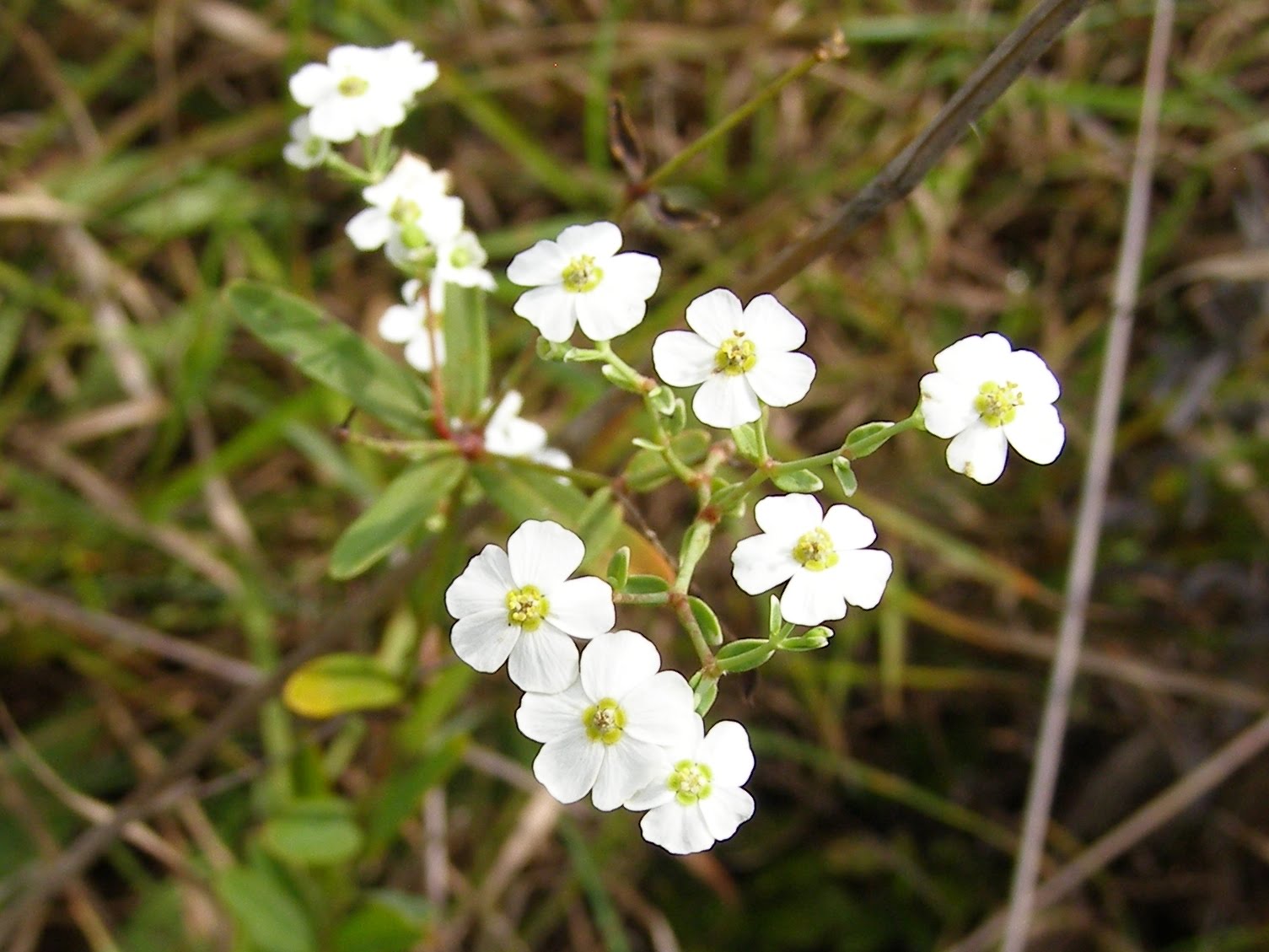 Blue Jay Barrens: Flowering Spurge