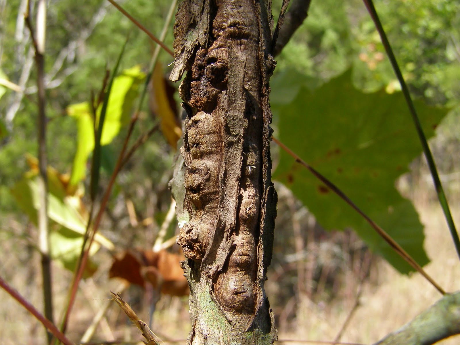 Blue Jay Barrens: Sycamore on the Prairie