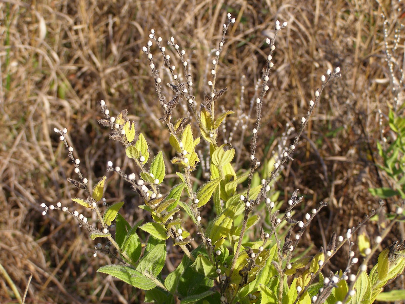Blue Jay Barrens: Onosmodium Seeds