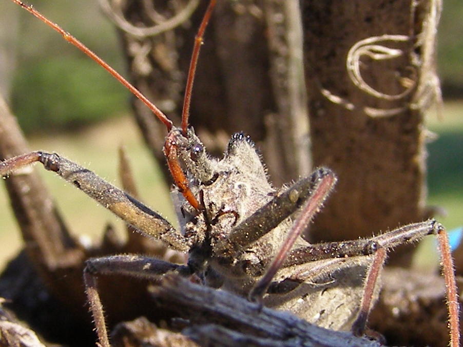 Blue Jay Barrens: Wheel Bug