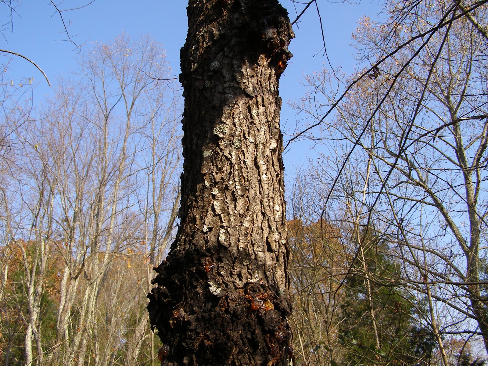 Blue Jay Barrens: Amber Tree