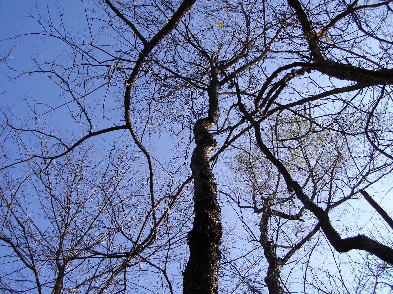 Blue Jay Barrens: Amber Tree