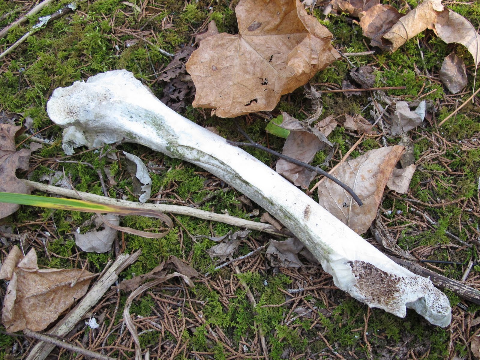 Blue Jay Barrens: Bones