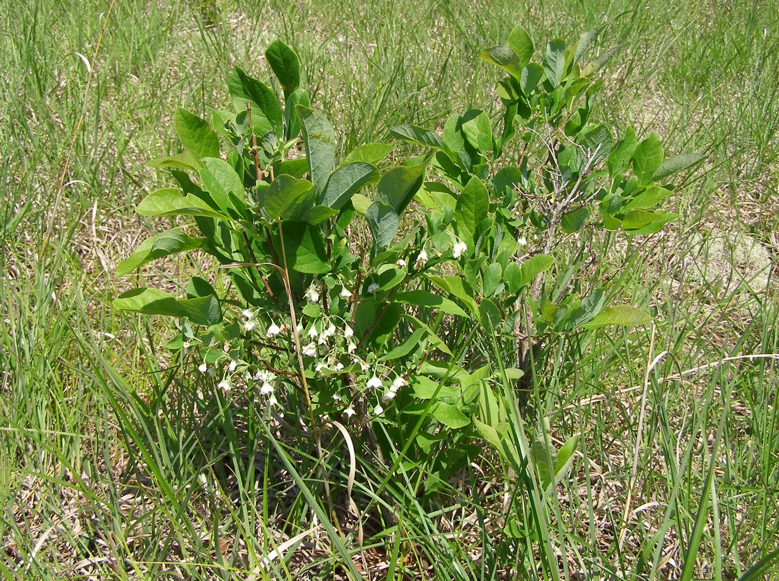 Ohio Flora: Deerberry – Vaccinium stamineum