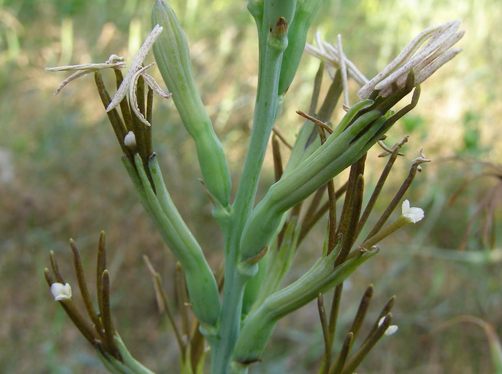 Ohio Flora: American Aloe - Manfreda virginica
