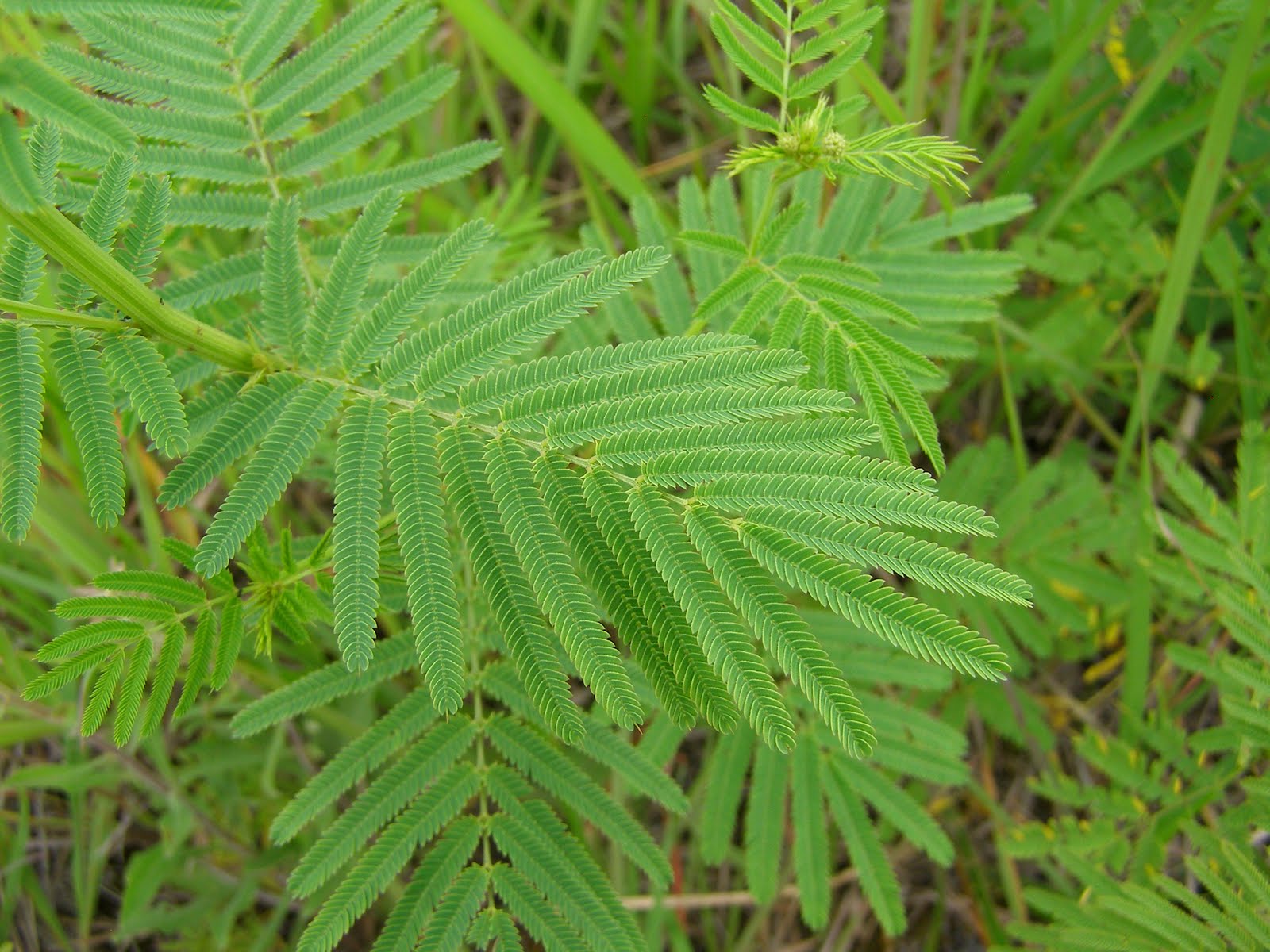 Ohio Flora: Bundleflower - Desmanthus illinoensis