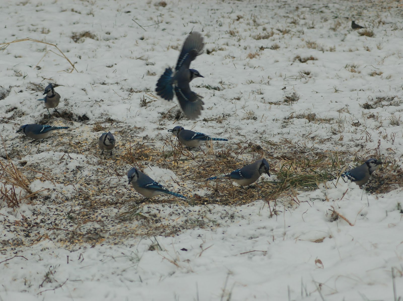 Blue Jay Barrens: Snowy Birds